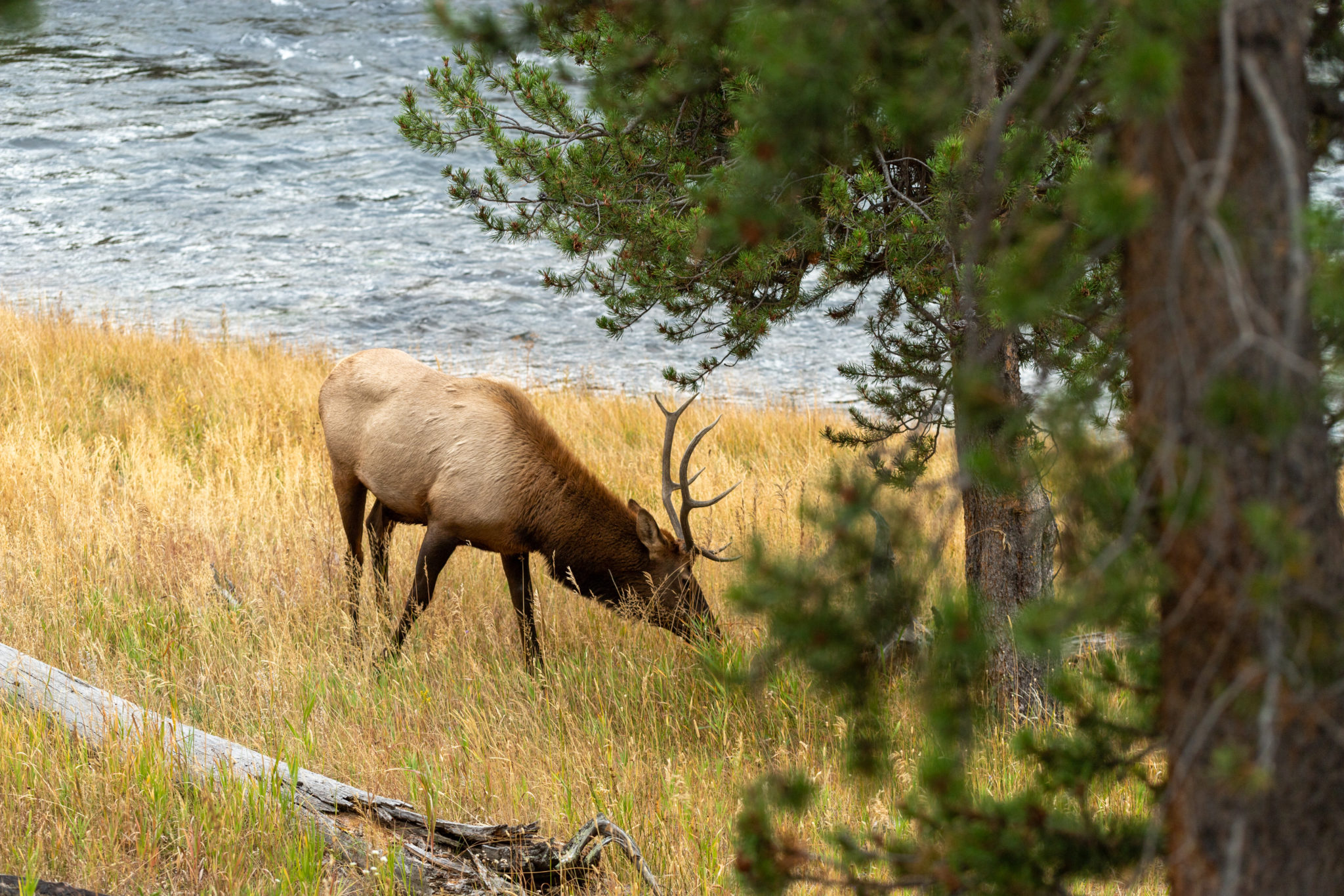 Visiting Yellowstone in September (Weather, Crowds, and Wildlife)